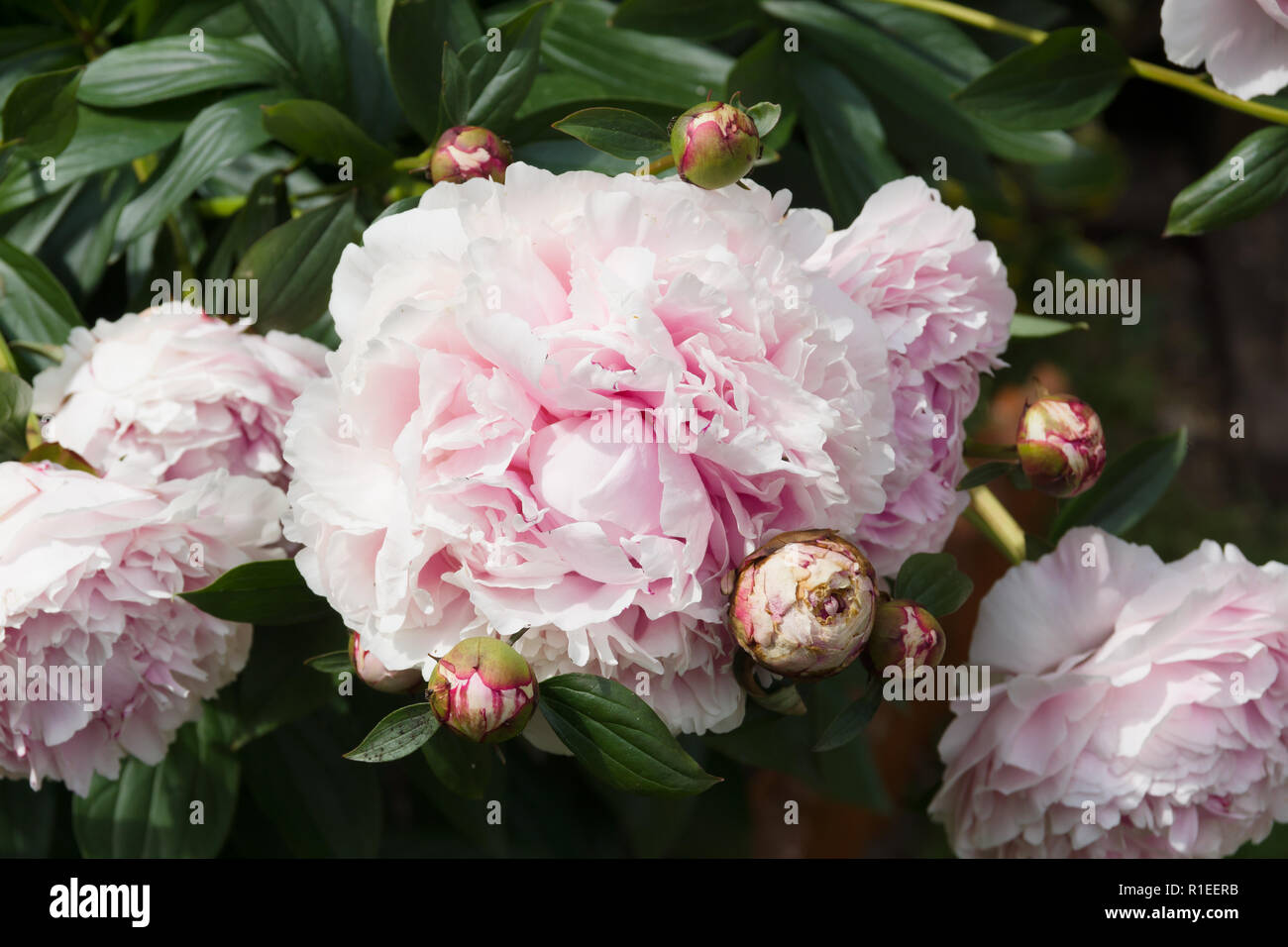 Pink Peonies a popular garden plant and a herbaceous perennial native ...