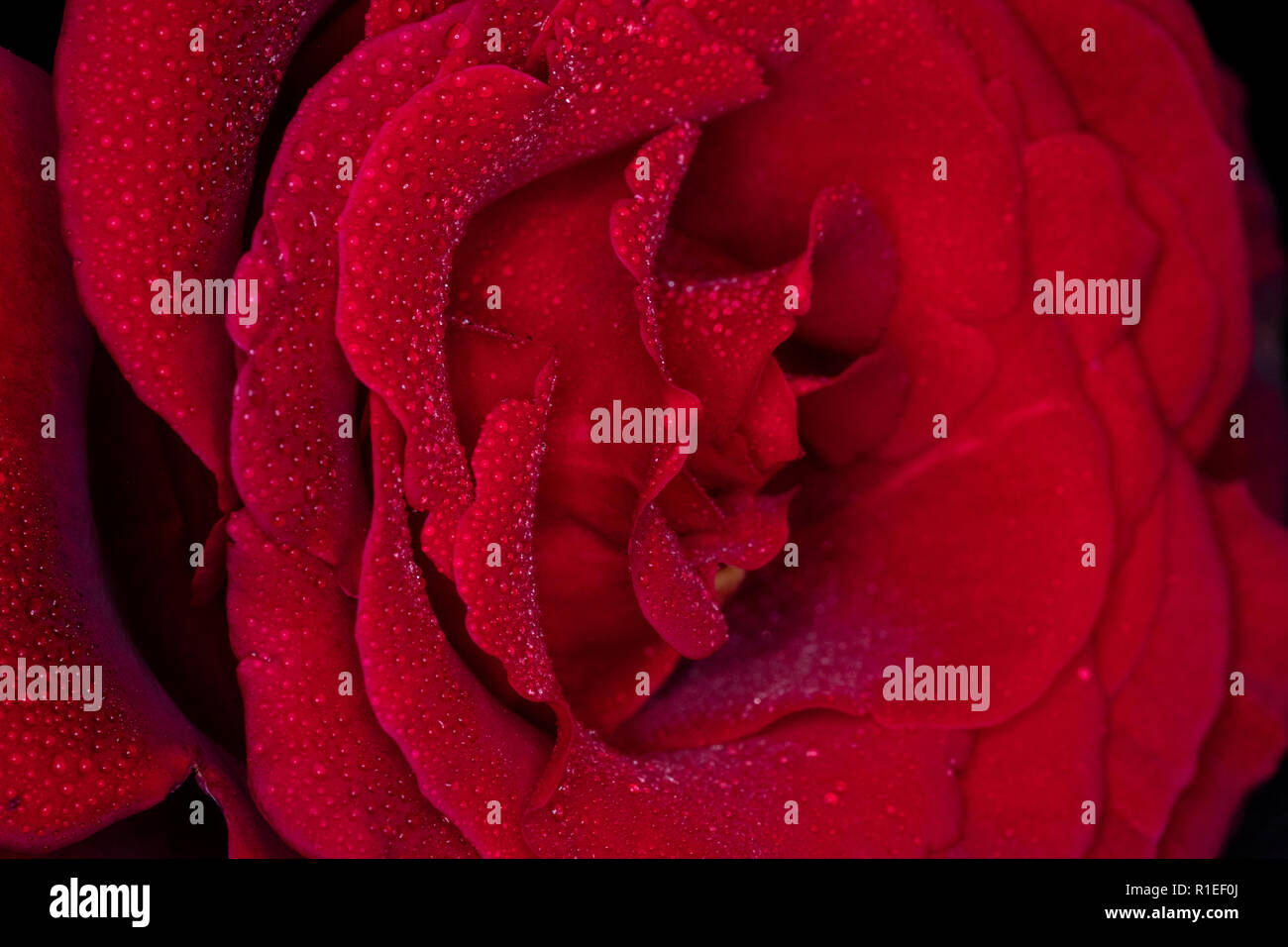Deep red velvet flower hi-res stock photography and images - Alamy