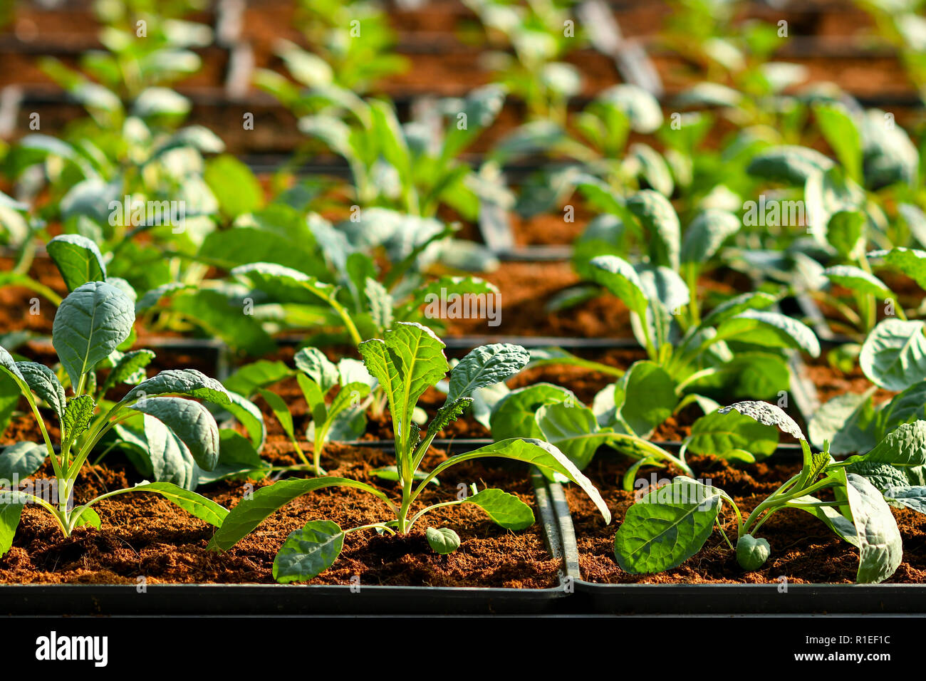 Organic soil farming Stock Photo - Alamy