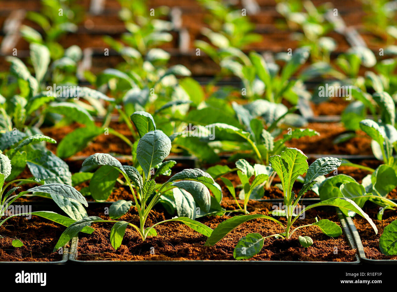 Organic soil farming Stock Photo - Alamy