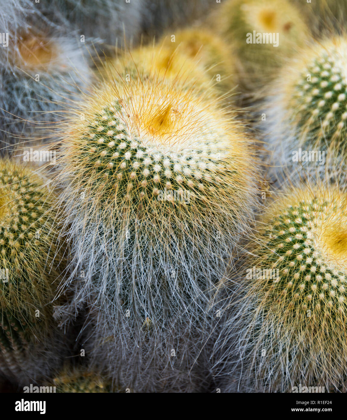 Potted cactus hi-res stock photography and images - Alamy