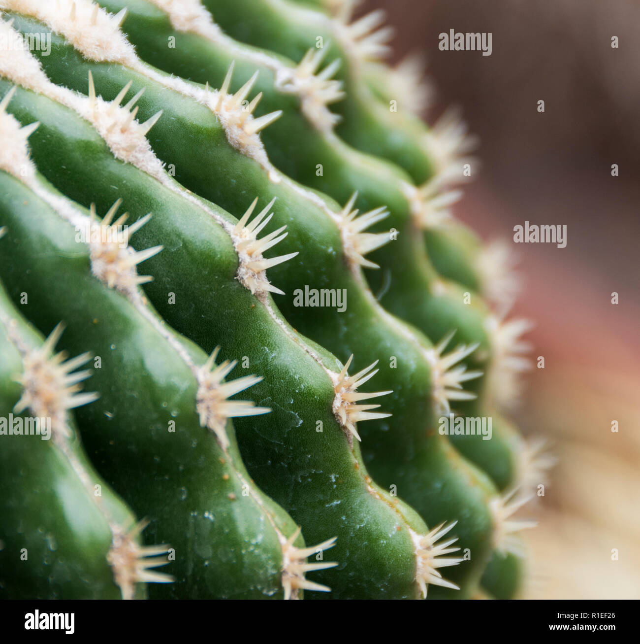 British spiky plant hi-res stock photography and images - Alamy