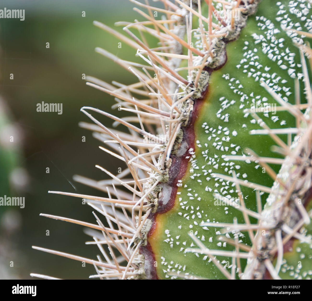 British spiky plant hi-res stock photography and images - Alamy