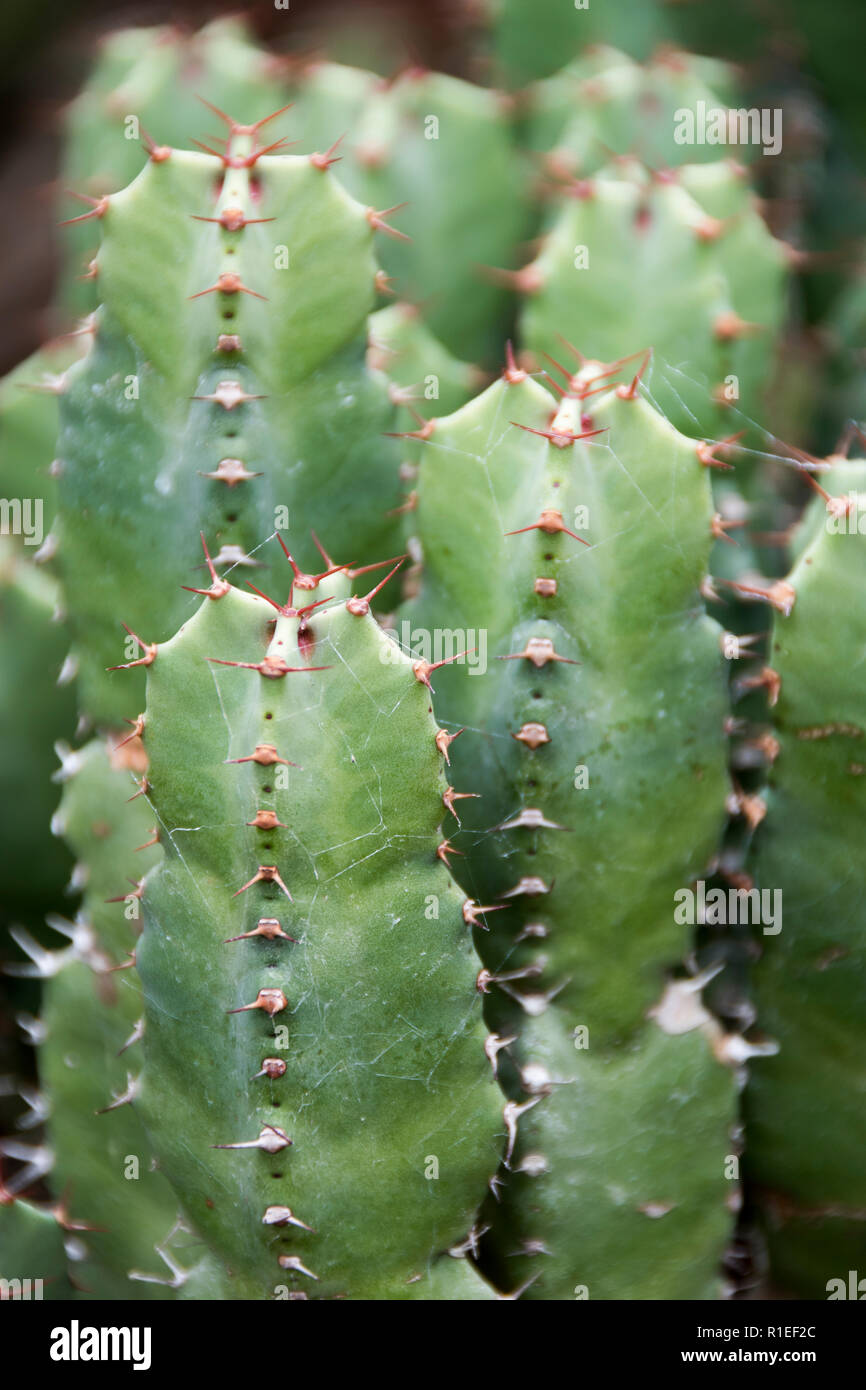 Cacti uk hi-res stock photography and images - Alamy
