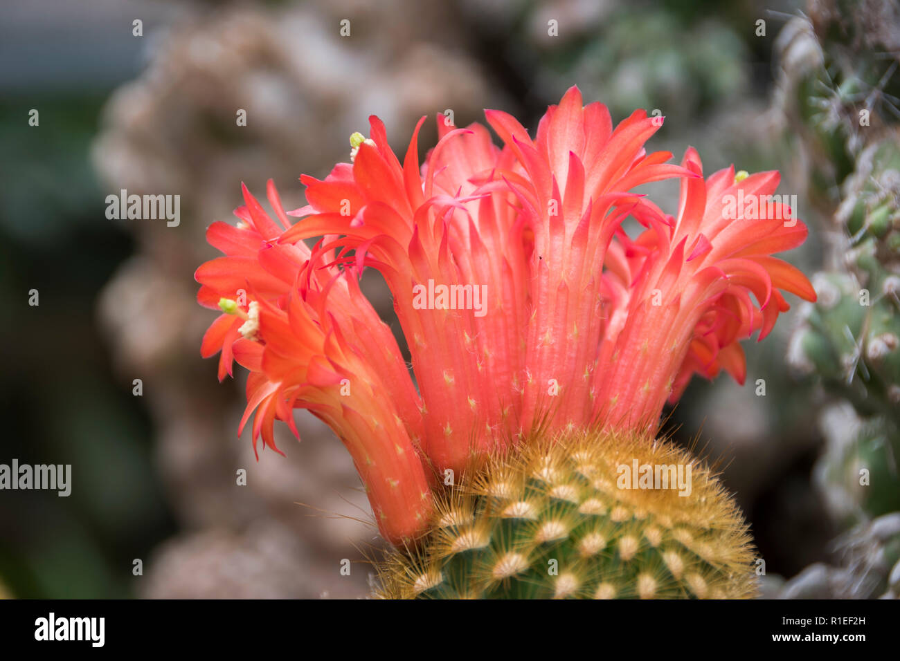 Potted Cactus in the Glasshouse at the Botanic Gardens, Bristol Stock ...