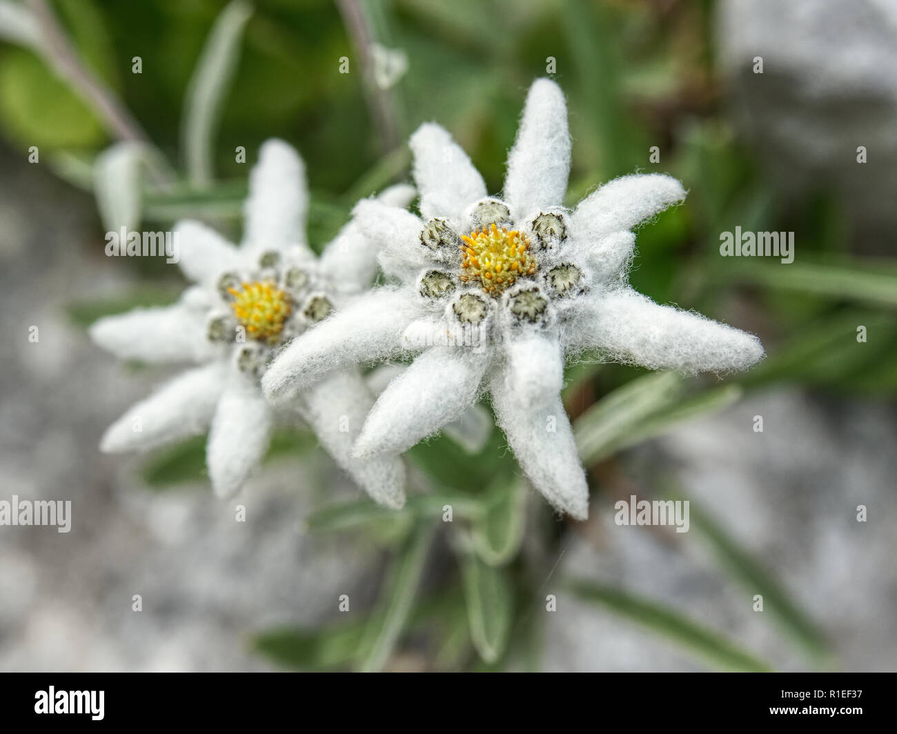 Edelweiss beautiful mountain flower. Scientific name - Leontopodium ...