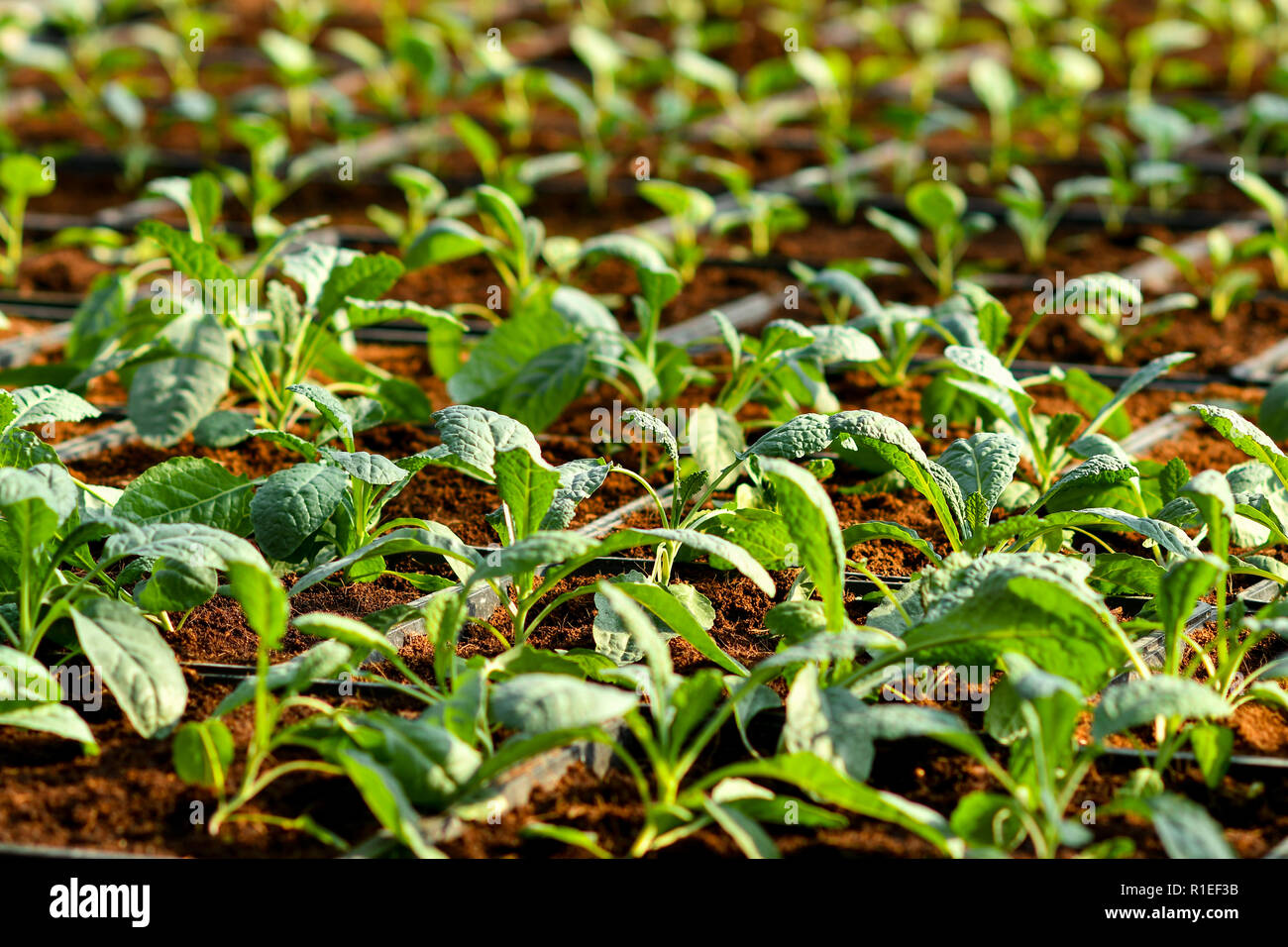 Organic soil farming Stock Photo - Alamy