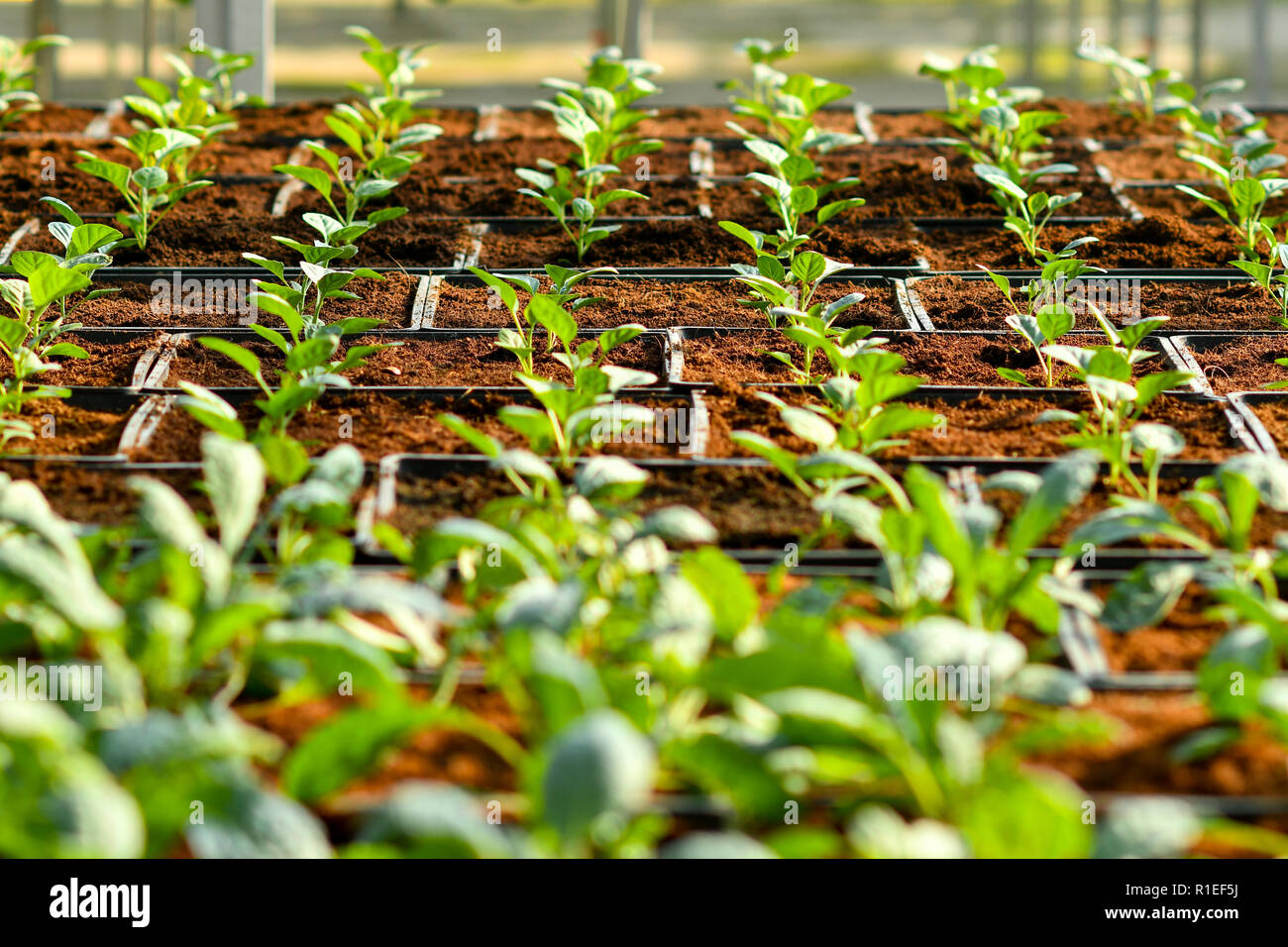 Organic soil farming Stock Photo - Alamy