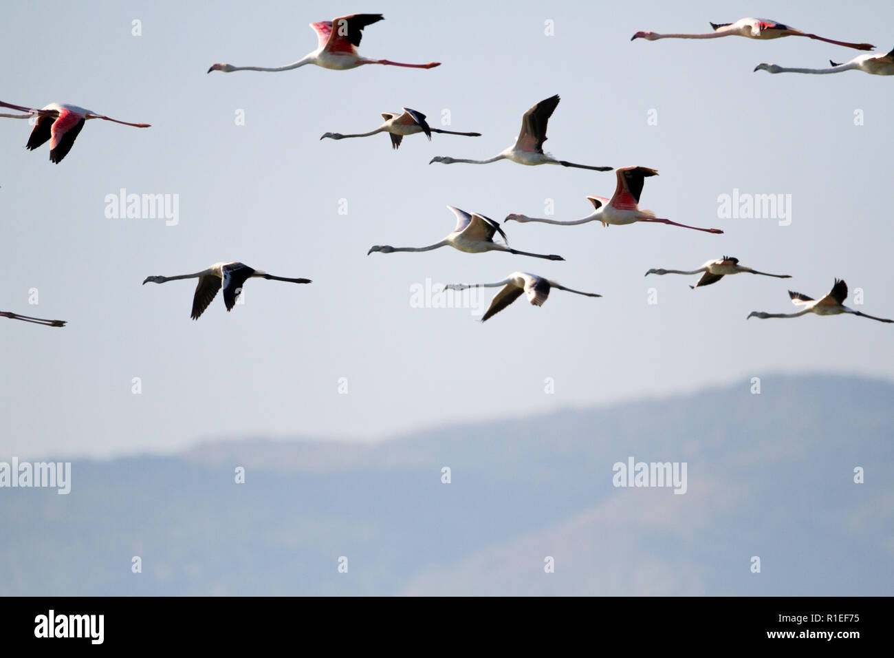 PINK FLAMINGOS FLYING IN FORMATION WITH MOUNTAIN Stock Photo - Alamy