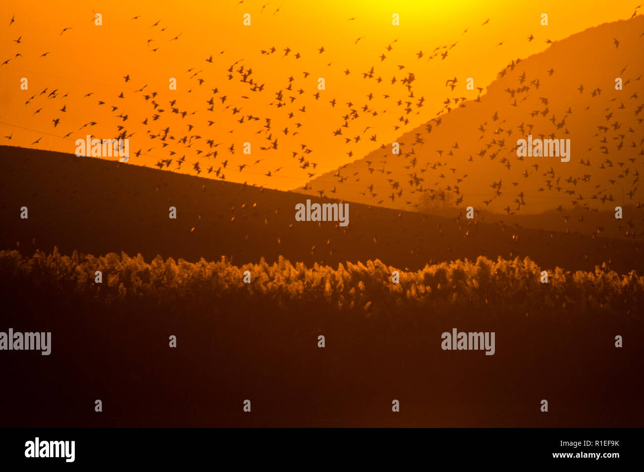 Bird flock mountains hi-res stock photography and images - Alamy