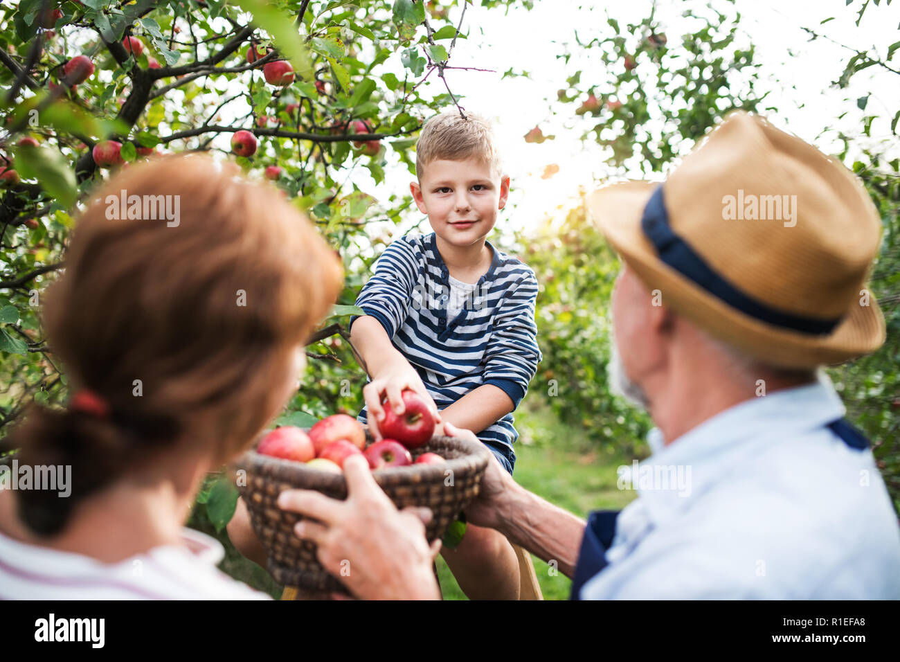 Couple picking apple orchard hi-res stock photography and images - Alamy