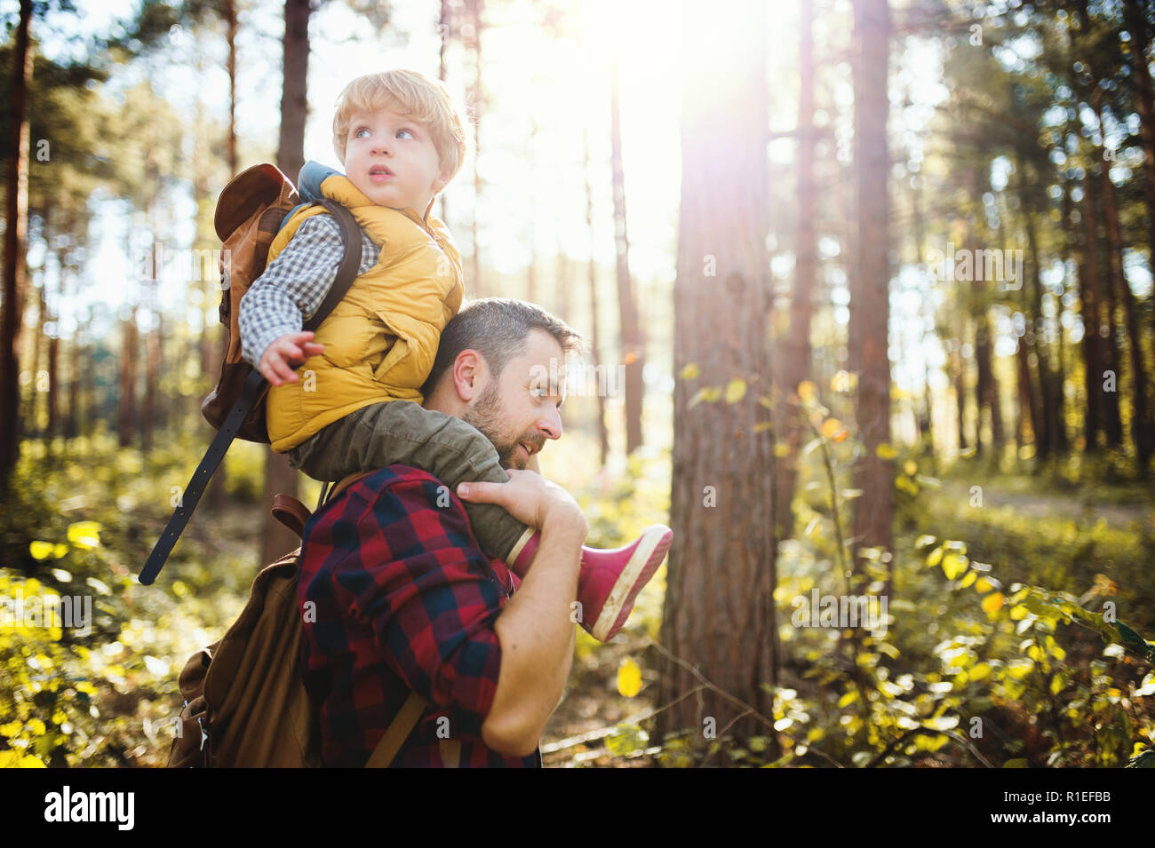 A mature father giving a toddler son a piggyback ride in an autumn ...