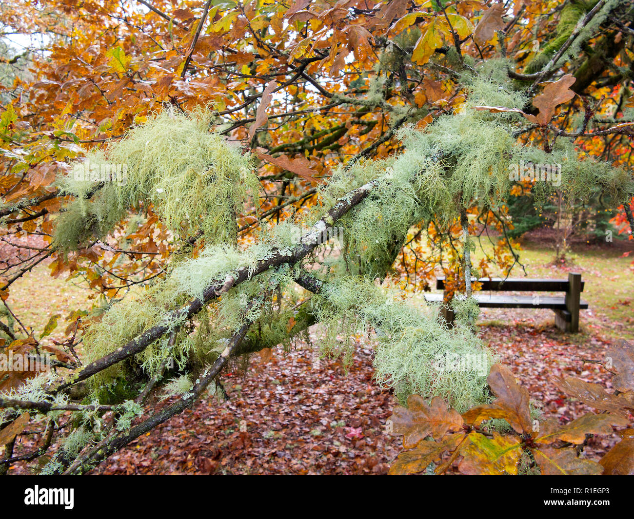 Lichen hanging on a Oak tree in the New Forest National Park Arboretum ...