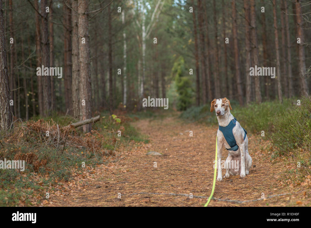 A pointer dog with a harness sitting on a walking path in a ...