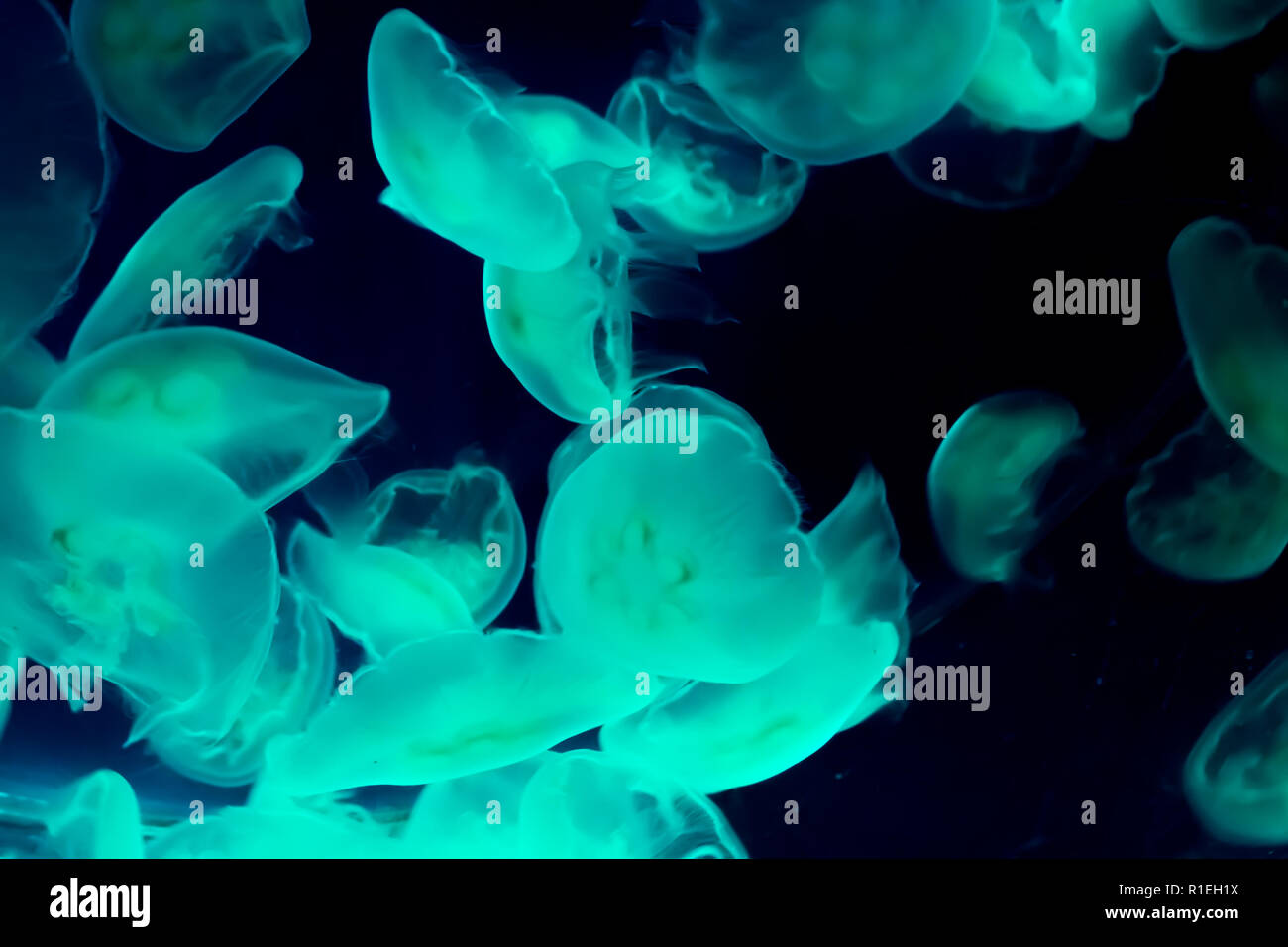 amazing marine life background of a group of common moon jellyfish ...
