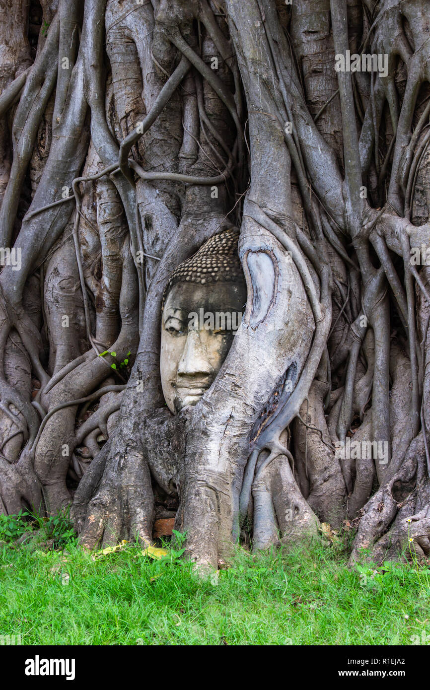 Buddha stone bodhi tree hi-res stock photography and images - Alamy