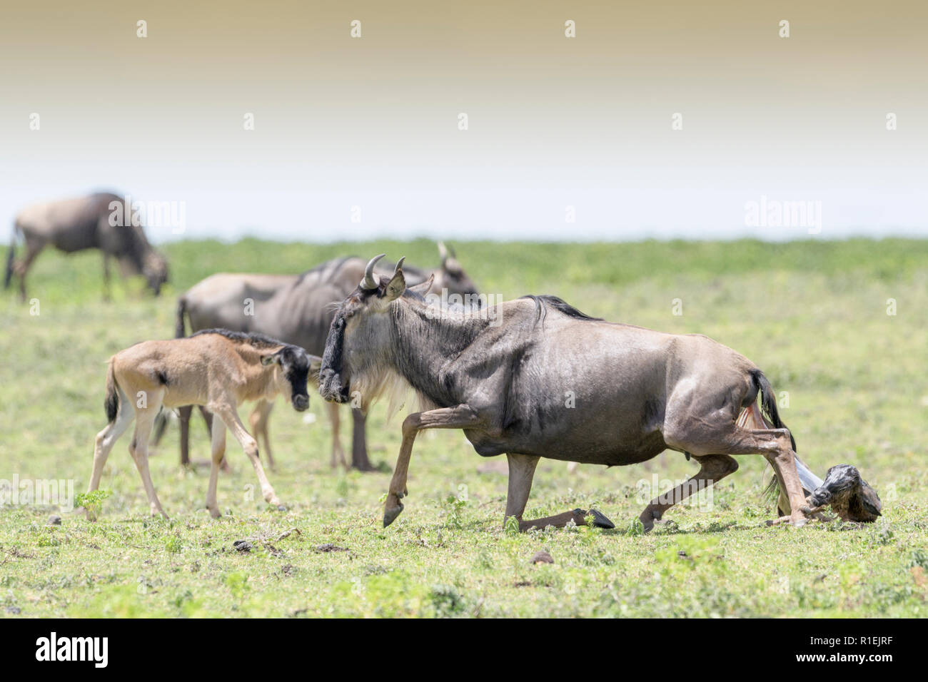 Blue Wildebeest (Connochaetes taurinus) standin up after giving birth ...