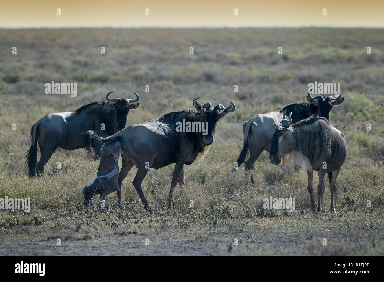 Blue Wildebeest (Connochaetes taurinus) mother giving birth to new born ...
