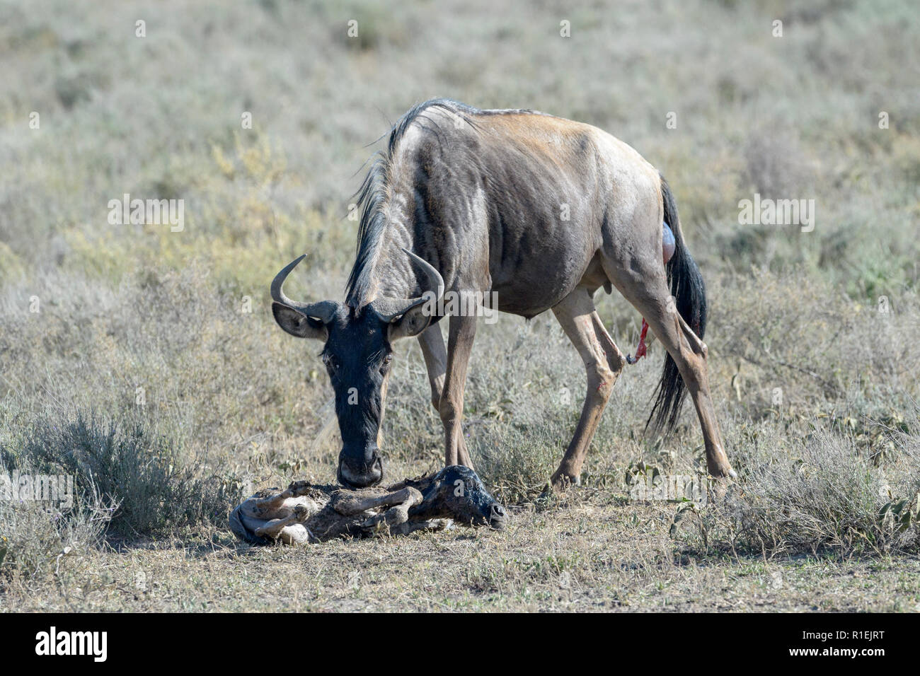 Birth mother africa hi-res stock photography and images - Alamy