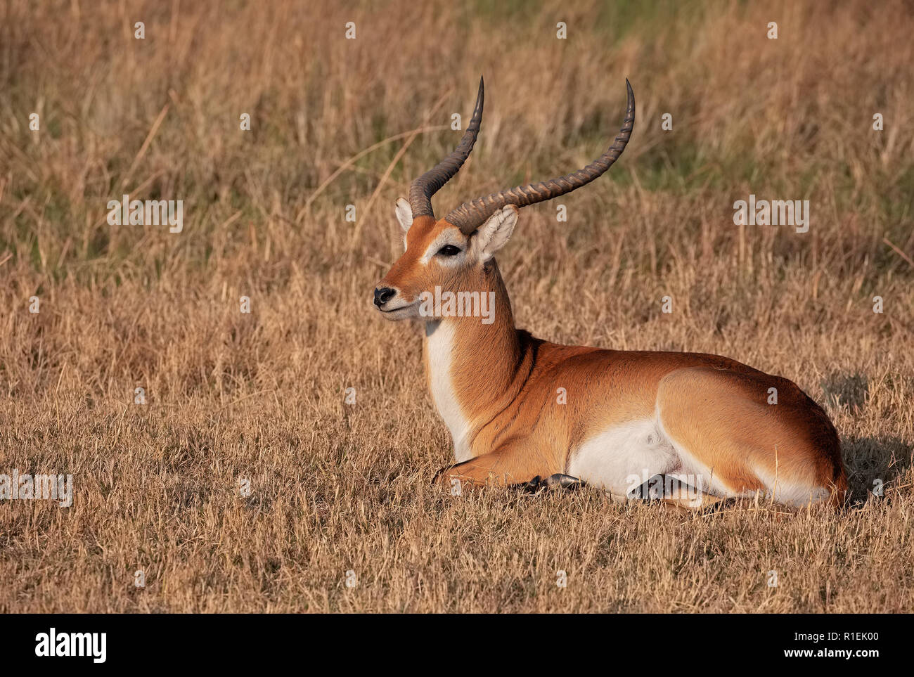 Common red lechwe hi-res stock photography and images - Alamy