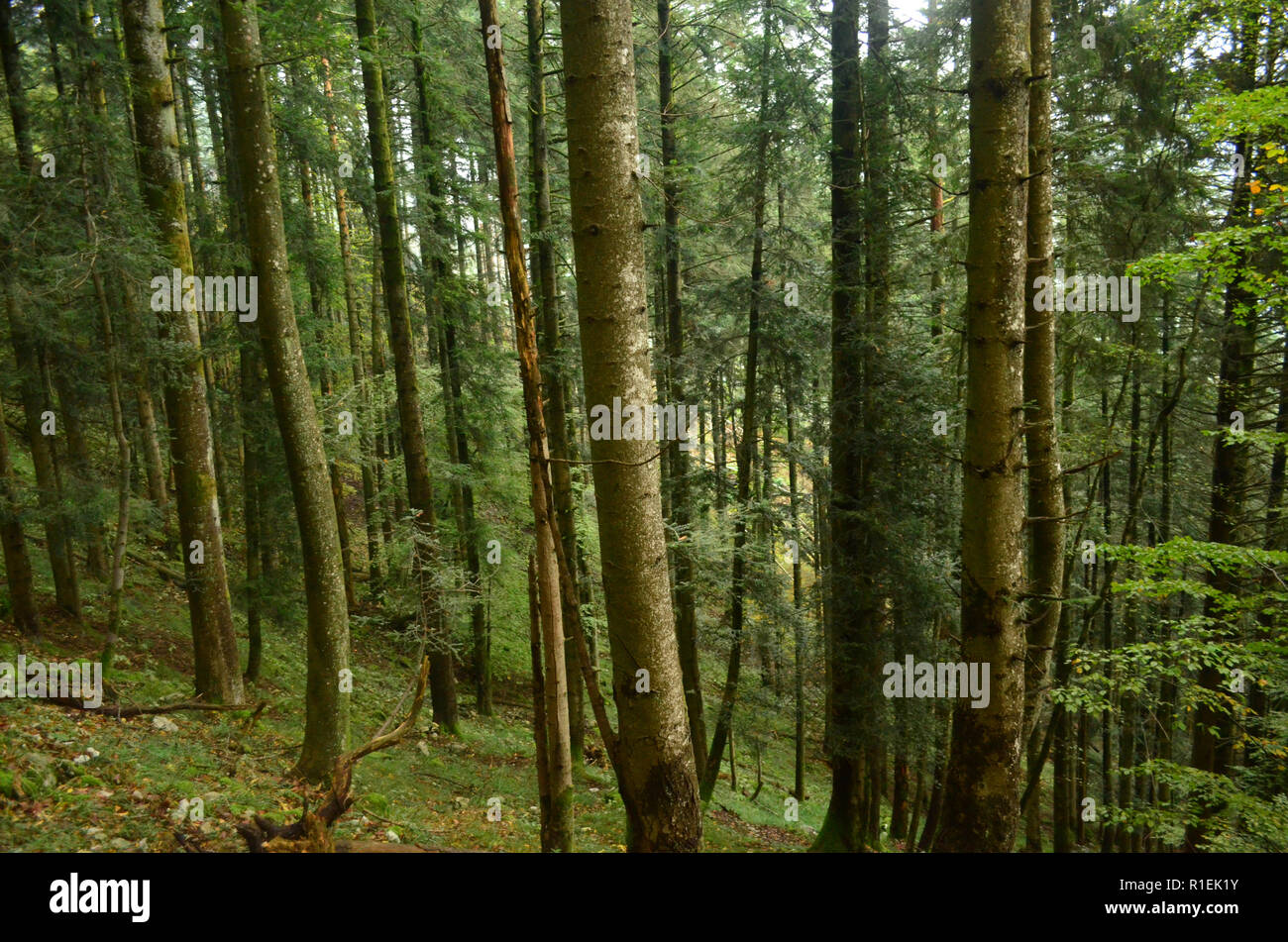 Lots Of Tall Trees High Resolution Stock Photography and Images - Alamy