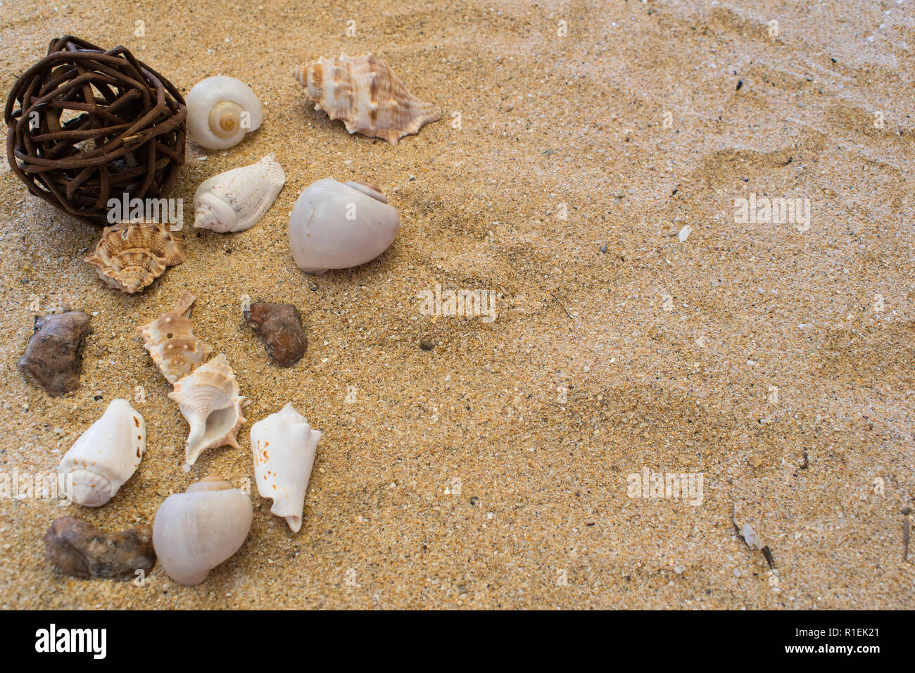 Various sea shells in beach sand Stock Photo - Alamy