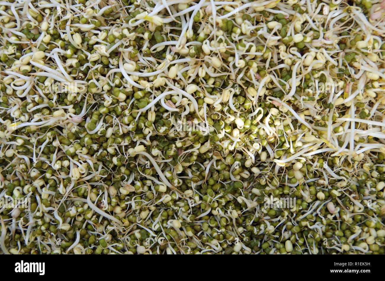 Pile of organic gourmet garden sprouts viewed from above Stock Photo ...