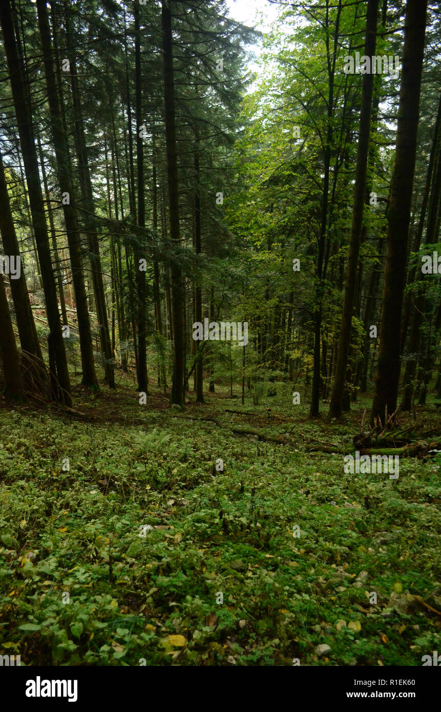 Pretty forest covered in lush trees Stock Photo - Alamy