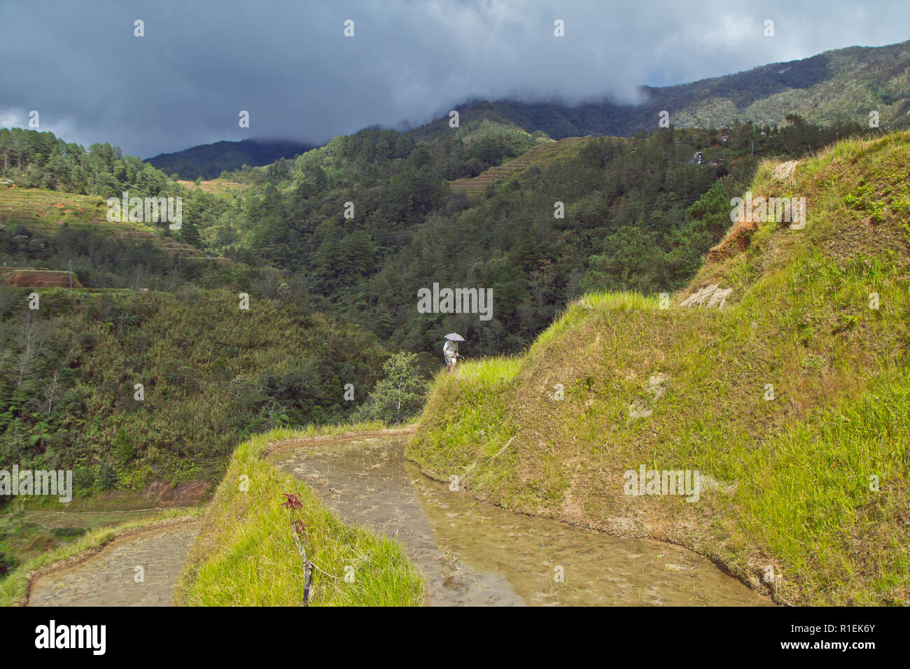 The Banaue Rice Terraces are carved into the mountains of Ifugao in the ...