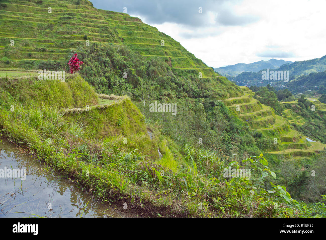 The Banaue Rice Terraces are carved into the mountains of Ifugao in the ...