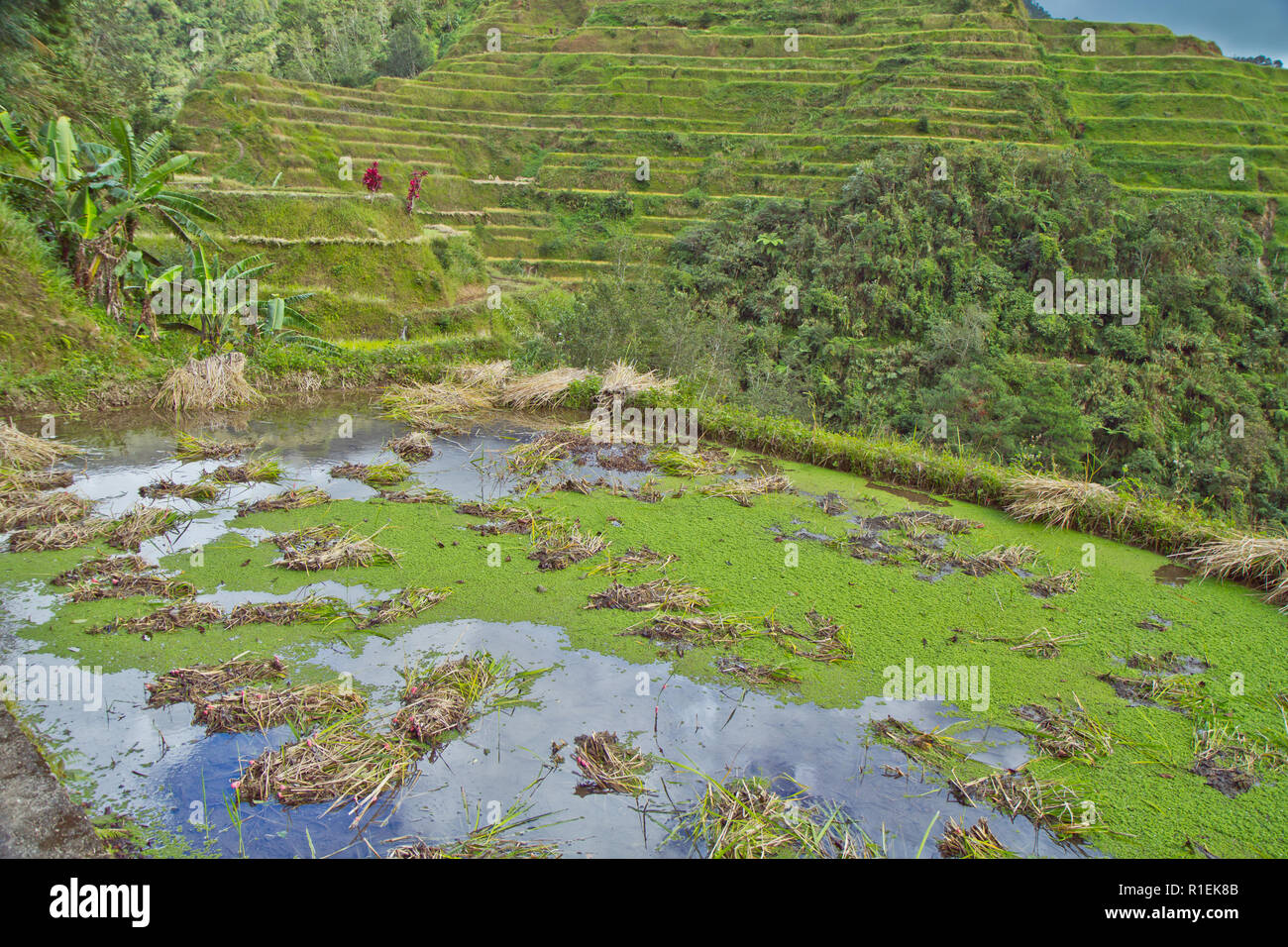 The Banaue Rice Terraces are carved into the mountains of Ifugao in the ...