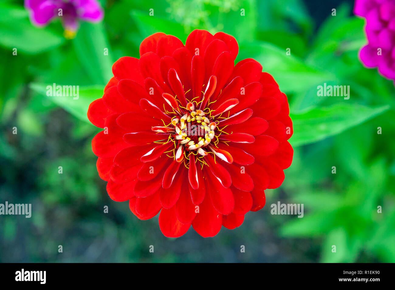 Zinnia close up hi-res stock photography and images - Alamy