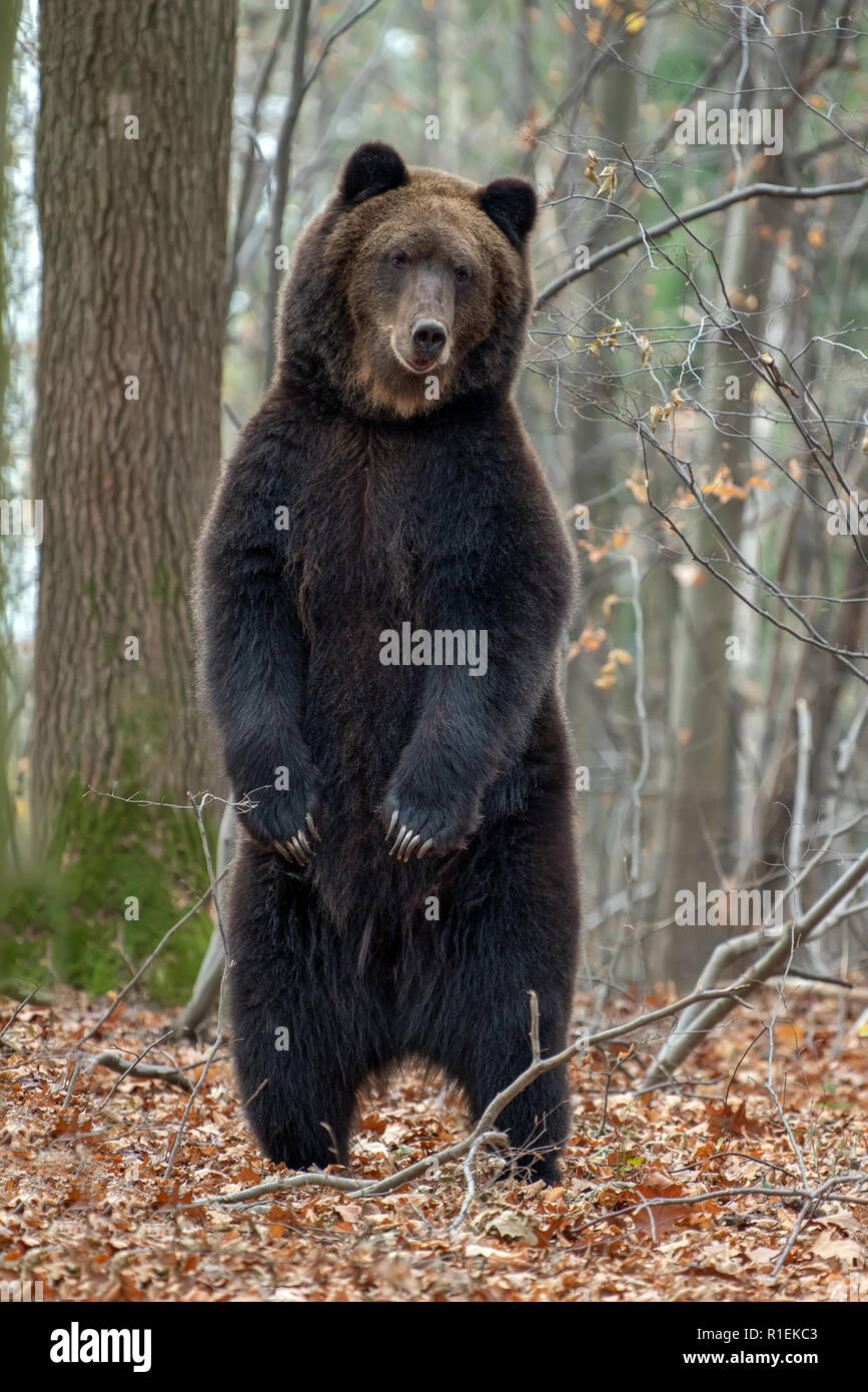 Grizzly bear standing on hind legs hi-res stock photography and images ...