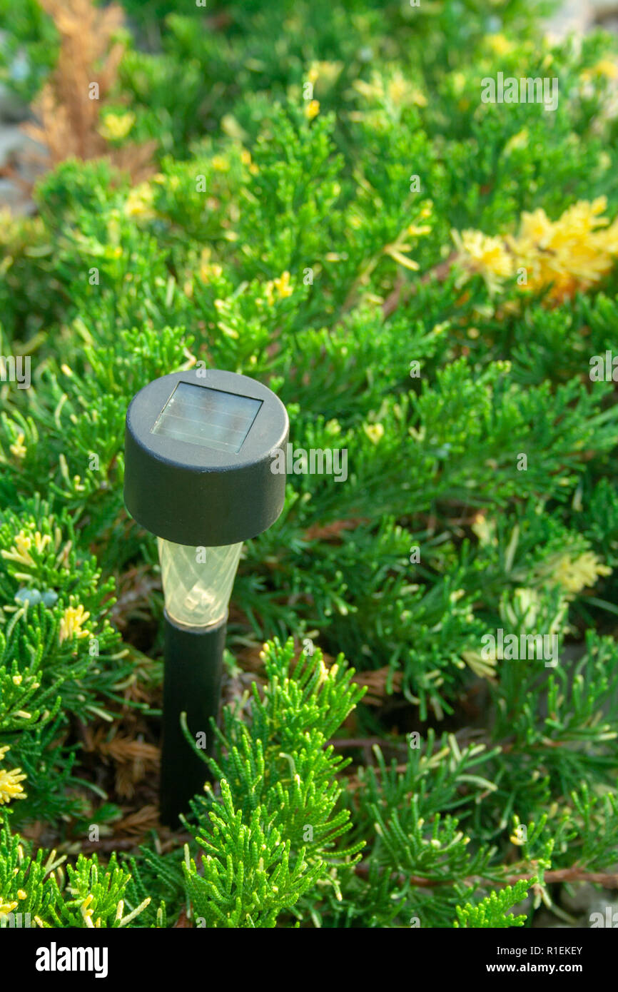 Solar Flashlight for Garden in the Juniper Bush Stock Photo - Alamy