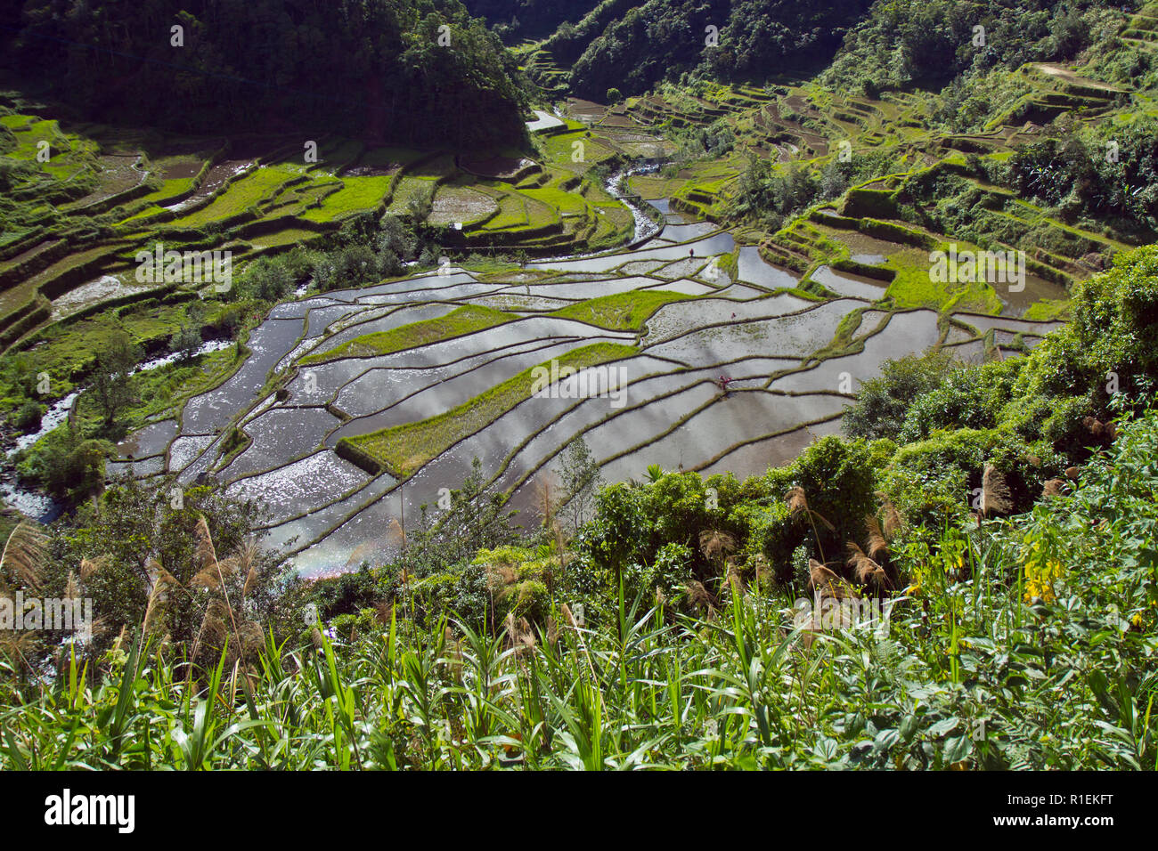 The Banaue Rice Terraces are carved into the mountains of Ifugao in the ...