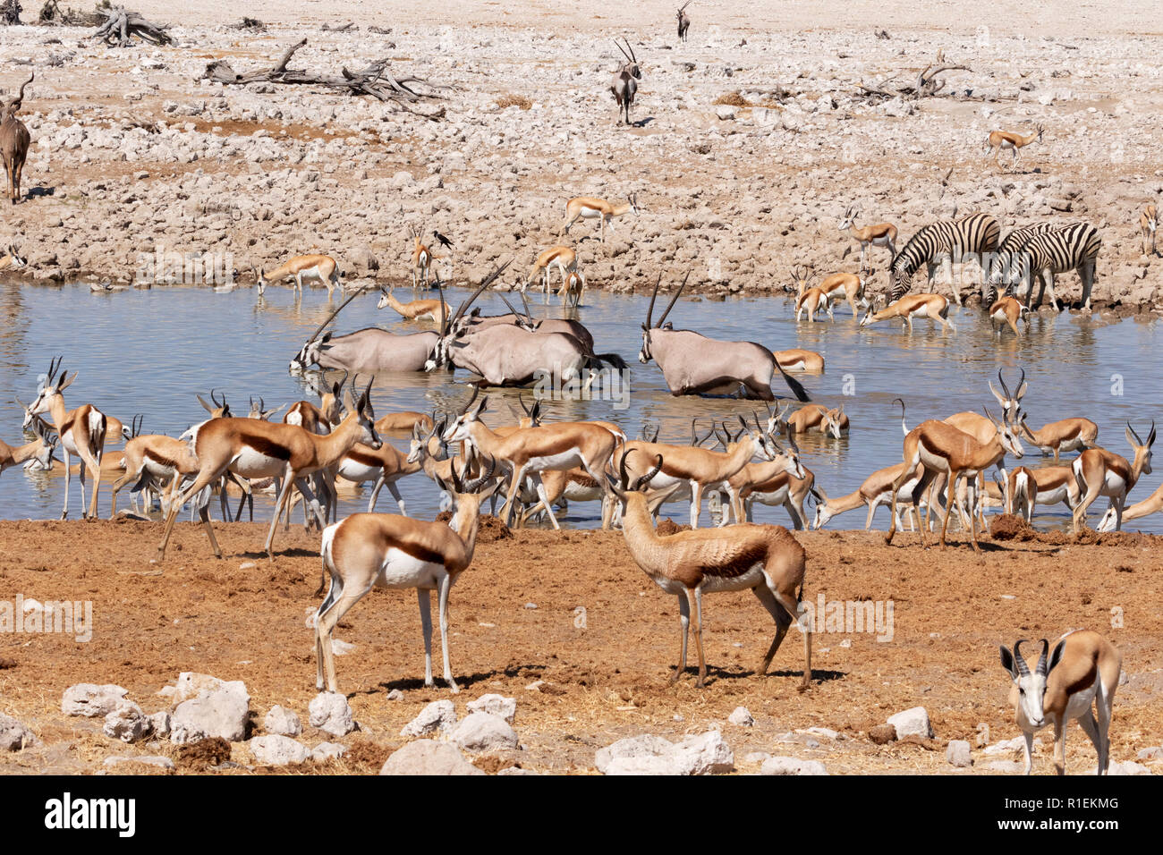 Herbivores wildlife hi-res stock photography and images - Alamy