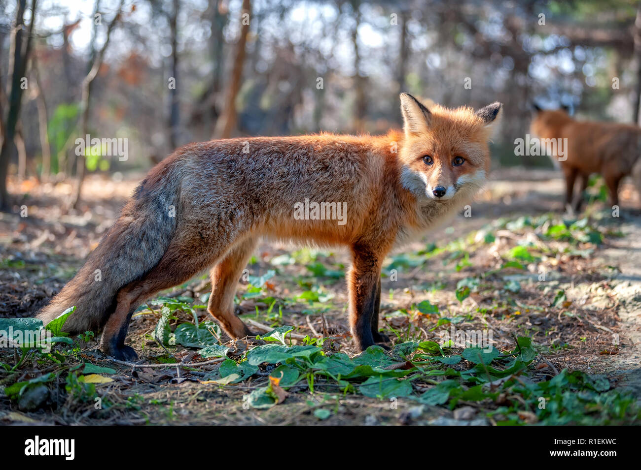 Funny red fox hi-res stock photography and images - Alamy