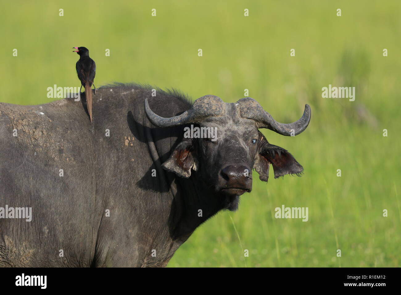 1 one single African Buffalo, looking at camera with single piapiac on ...