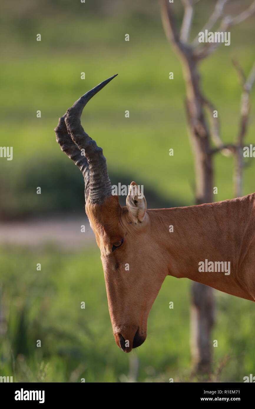 Jackson's Hartebeest (Alcelaphus Buselaphus) Kongoni (antelope) Profile ...