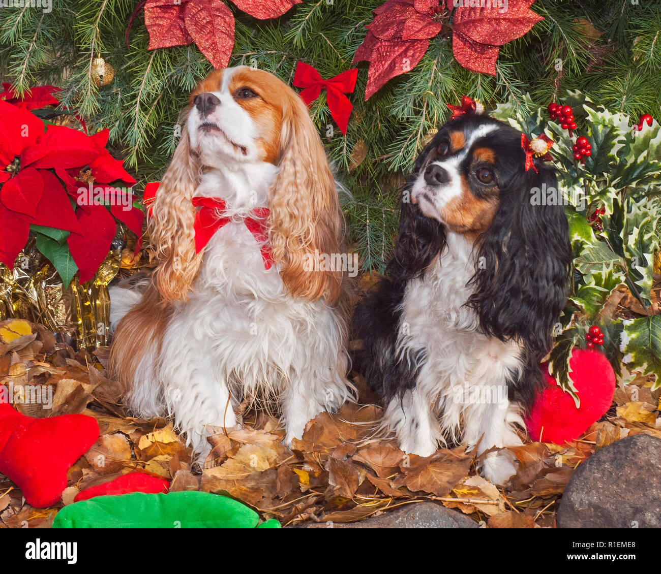 Cavalier king charles spaniels hi-res stock photography and images - Alamy