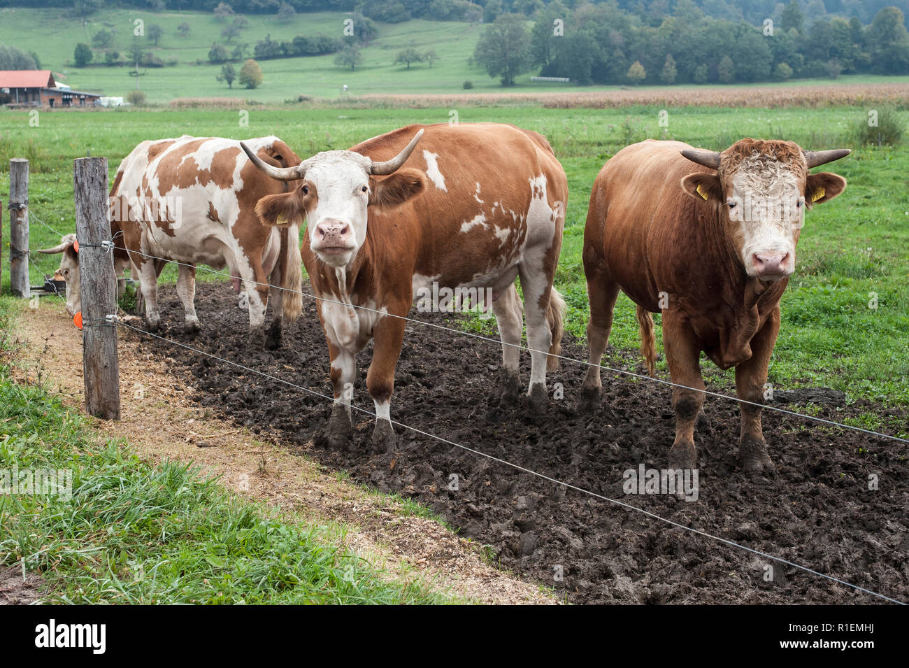 Slovenian animals hi-res stock photography and images - Alamy