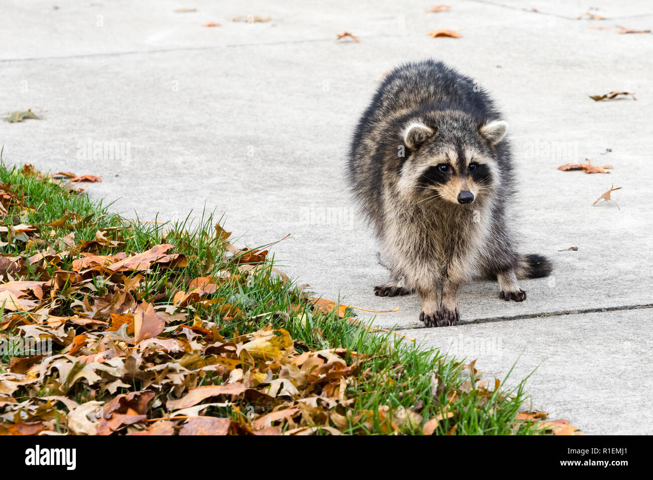 Racoon on Johnson Island Stock Photo - Alamy