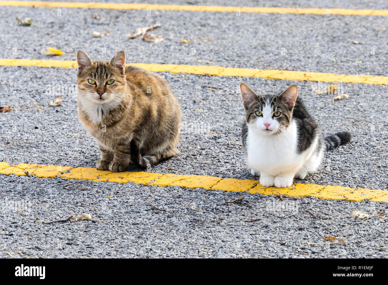 Township of danbury hi-res stock photography and images - Alamy