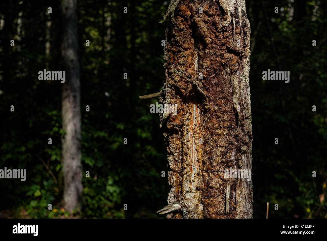 dry wood. tree trunk stomp textured pattern abstract texture of fallen ...