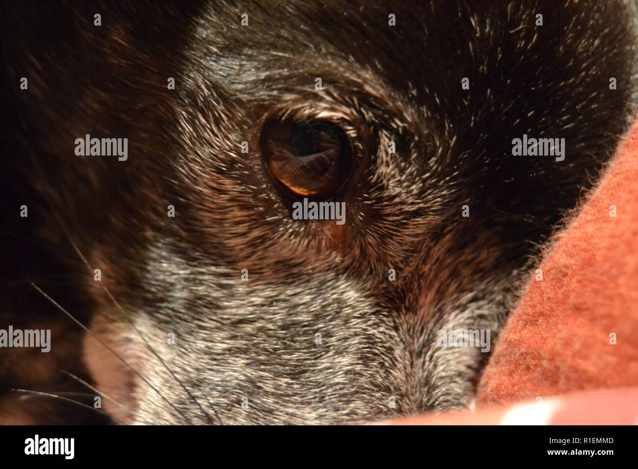 Ringworm In Dogs Eye