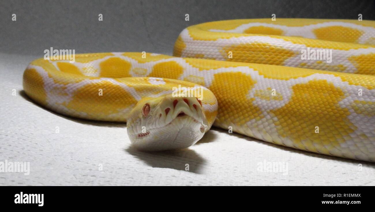 Albino Sunfire Reticulated Python