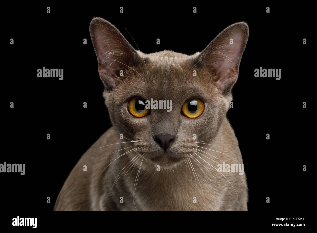Portrait of Gray Burma Cat Stare in Camera isolated on black background ...