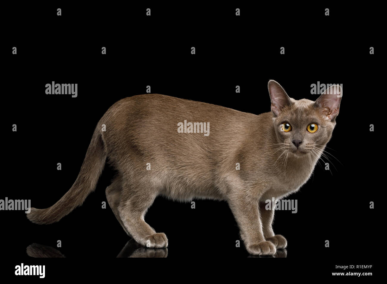 Frightened Gray Burma Cat Standing and Looking in Camera, isolated on ...