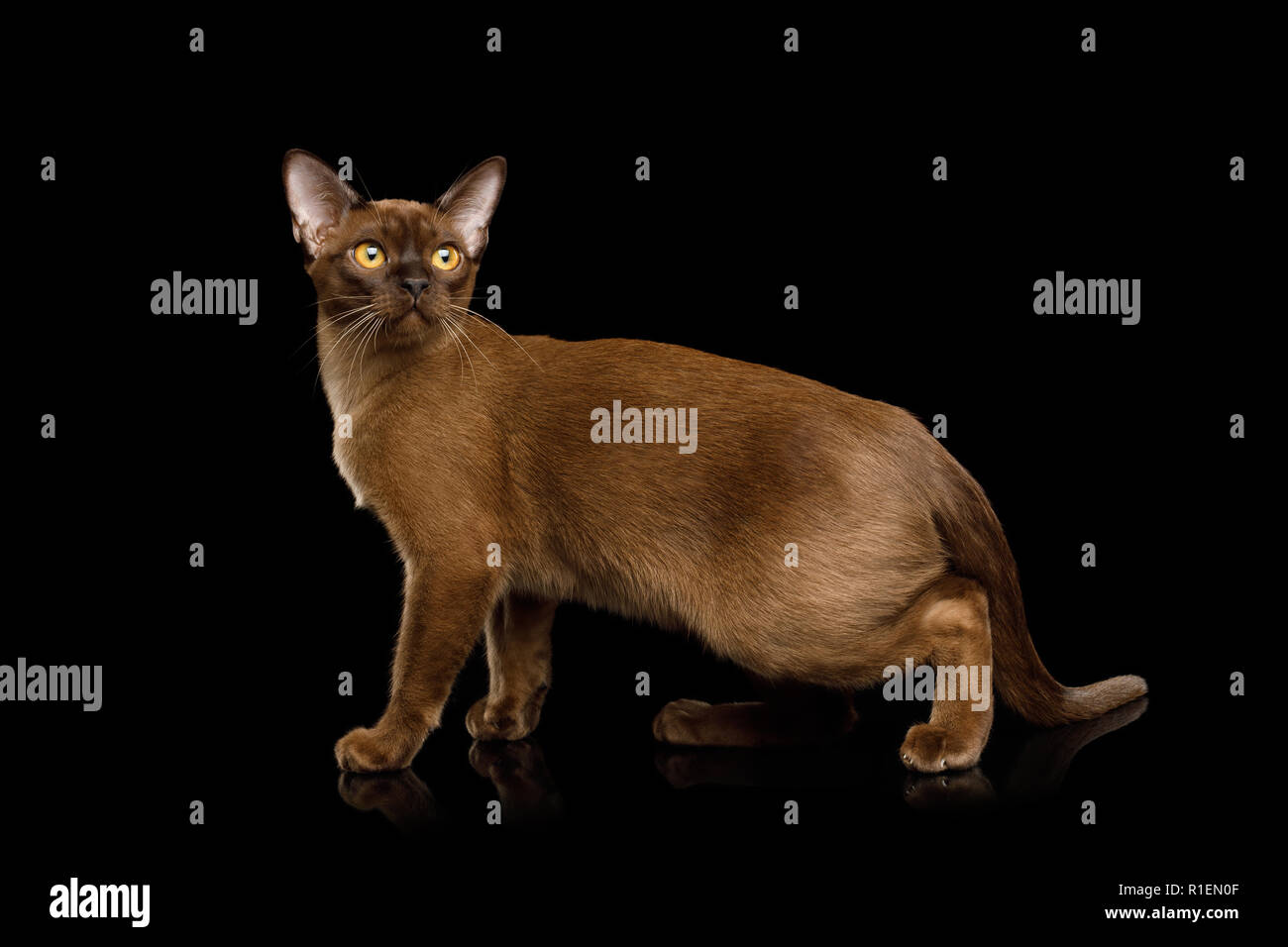 Adorable Sable Burma Cat Standing and Looking in Camera, isolated on ...