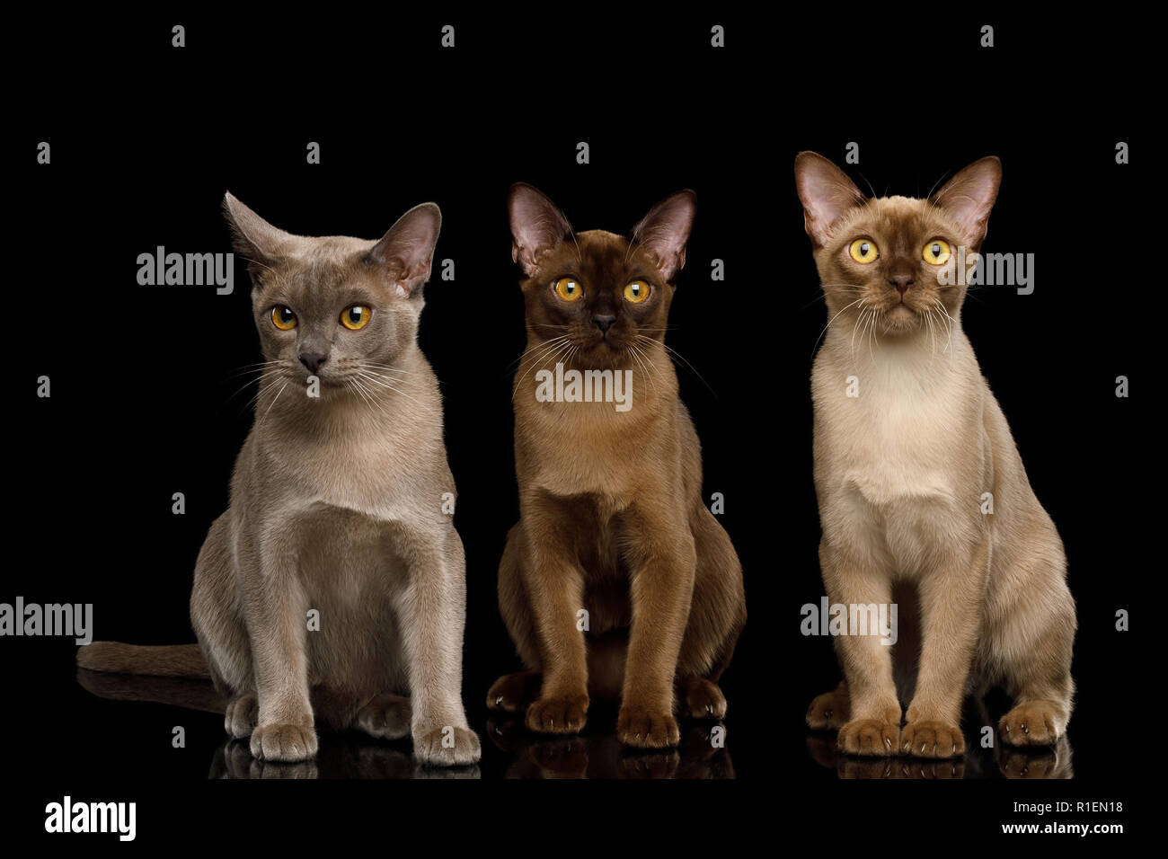 Three Burma Cats Sitting and Looking in Camera, isolated on black ...